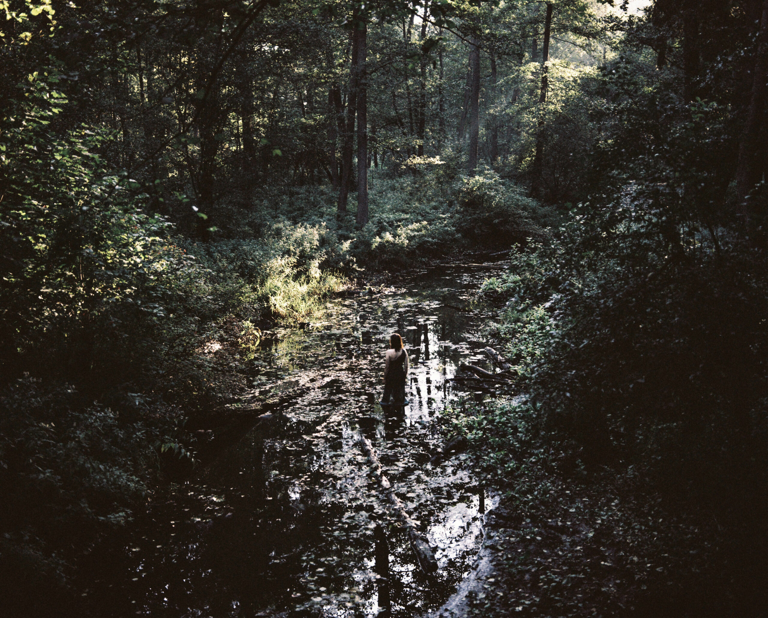 Origins, artists' views on primary forests - COAL